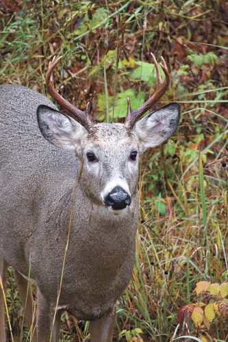 Studies find evidence of COVID-19 in Michigan deer | News, Sports, Jobs ...